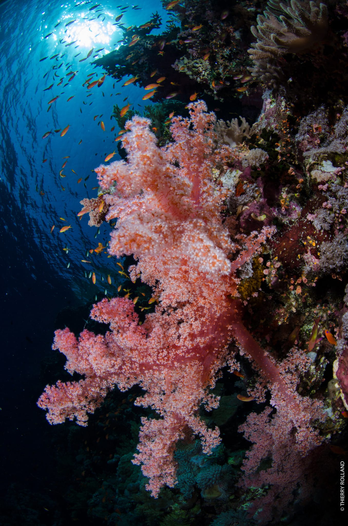 Pourquoi l'appelle-t-on la mer Rouge ? Le mystère derrière le nom ...